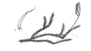 課程資訊 | iLearning 3.0